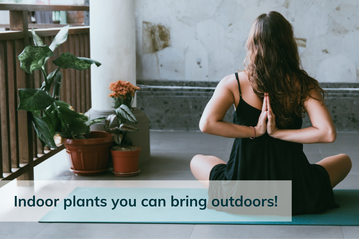 Plantas de interior para balcones, terrazas y jardines cubiertos ...